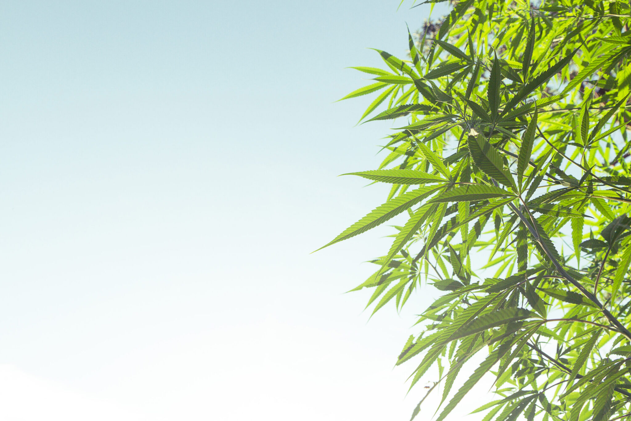 Seed-to-Sale vs. ERP - NexTec Group